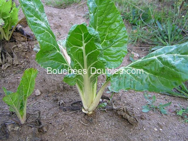 La blette : la santé dans notre assiette