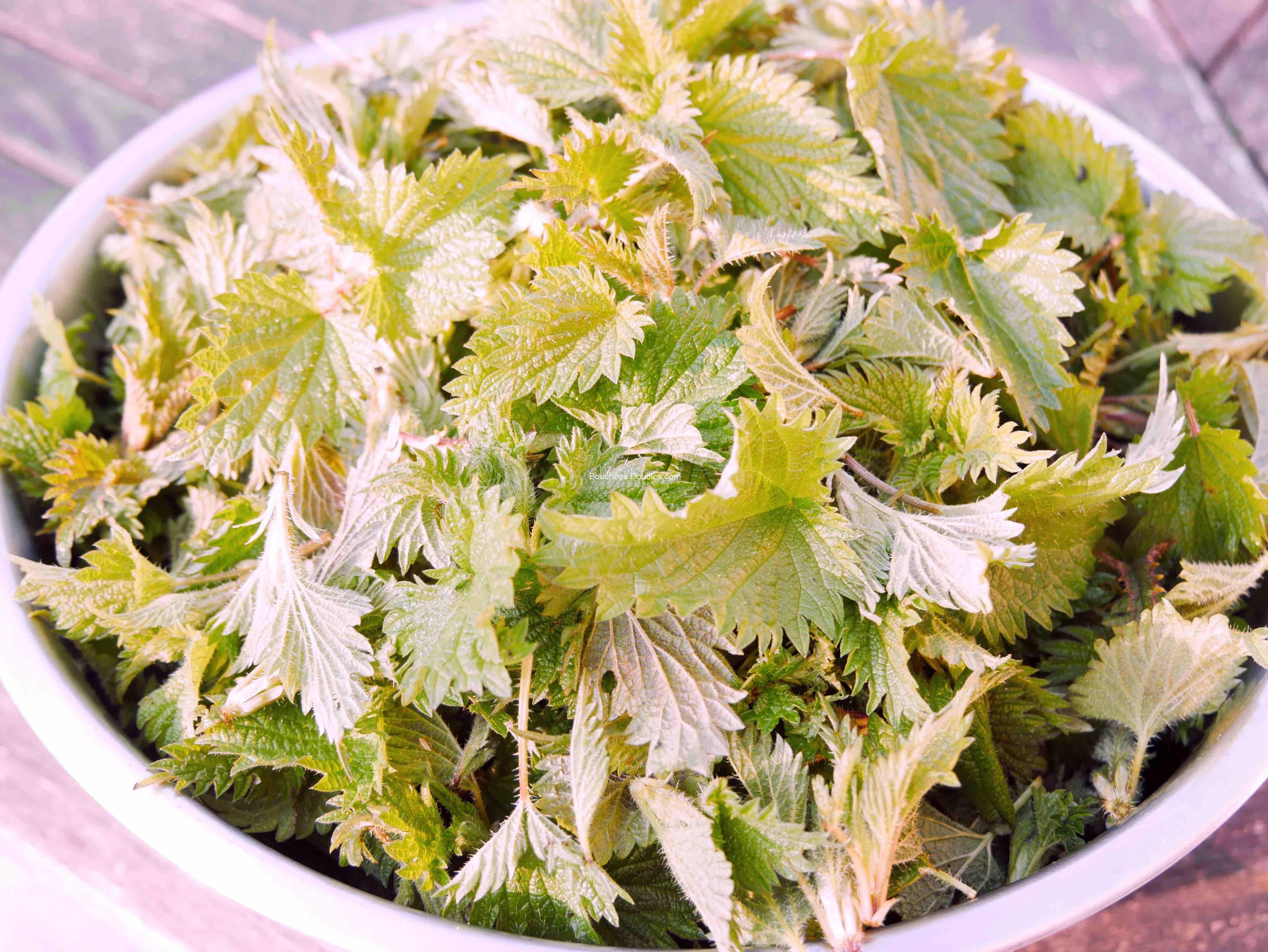 Infusion d’orties : 12 raisons d’en consommer.